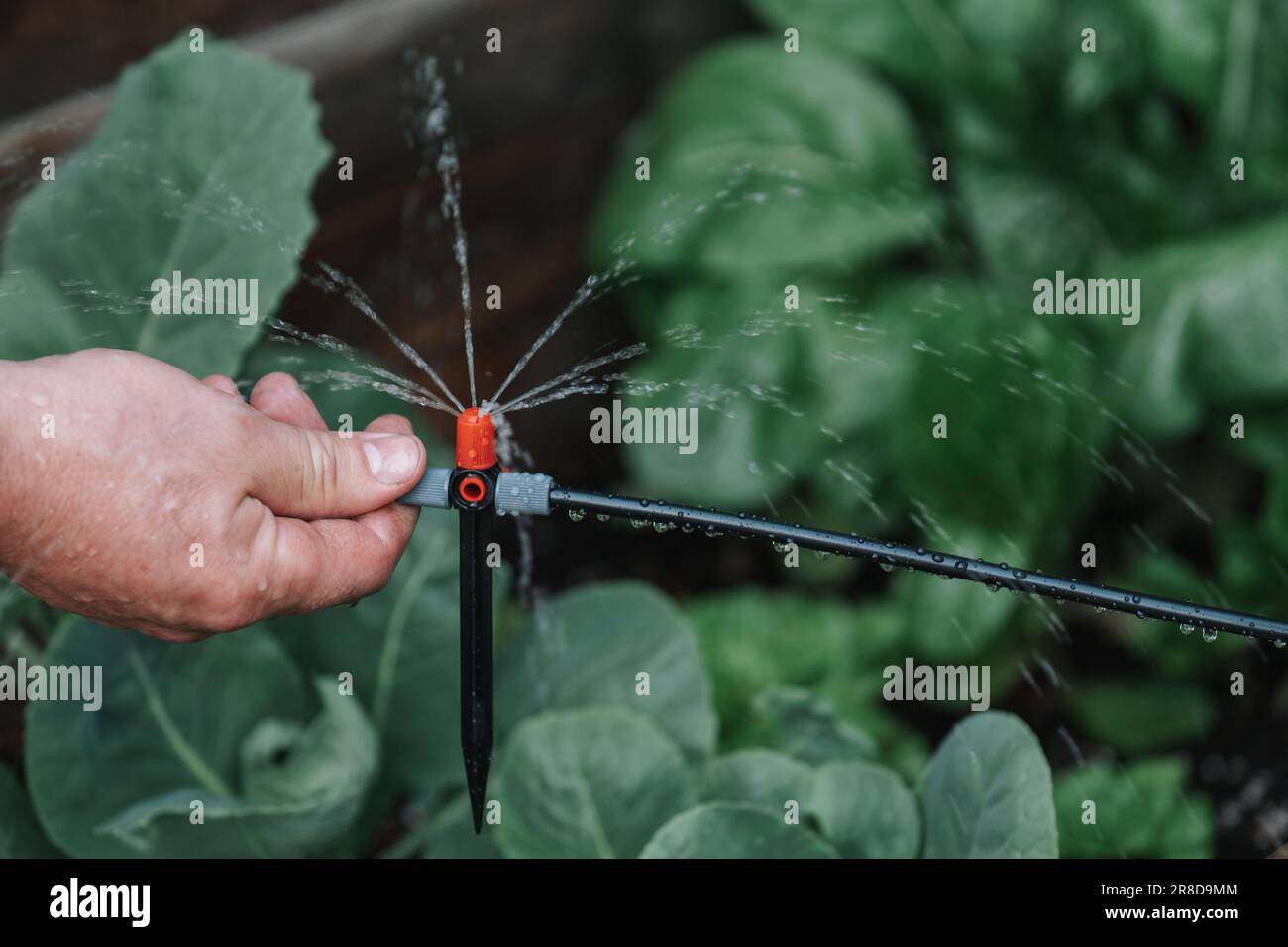 Drip irrigation installation. Drip hose and sprinkler in hands in a ...