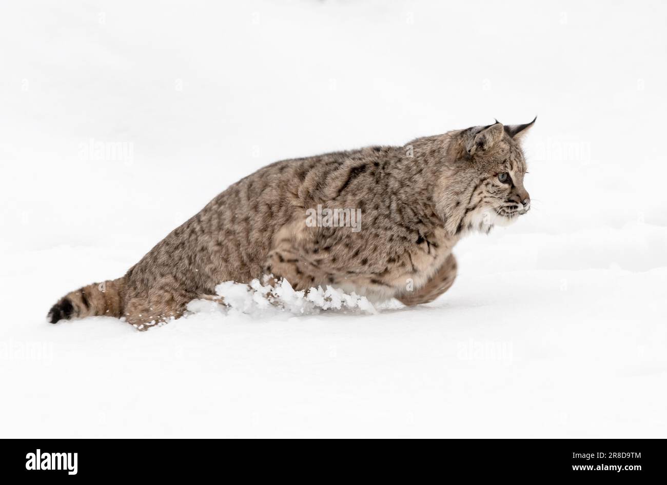 Bobcat wildlife hi-res stock photography and images - Alamy
