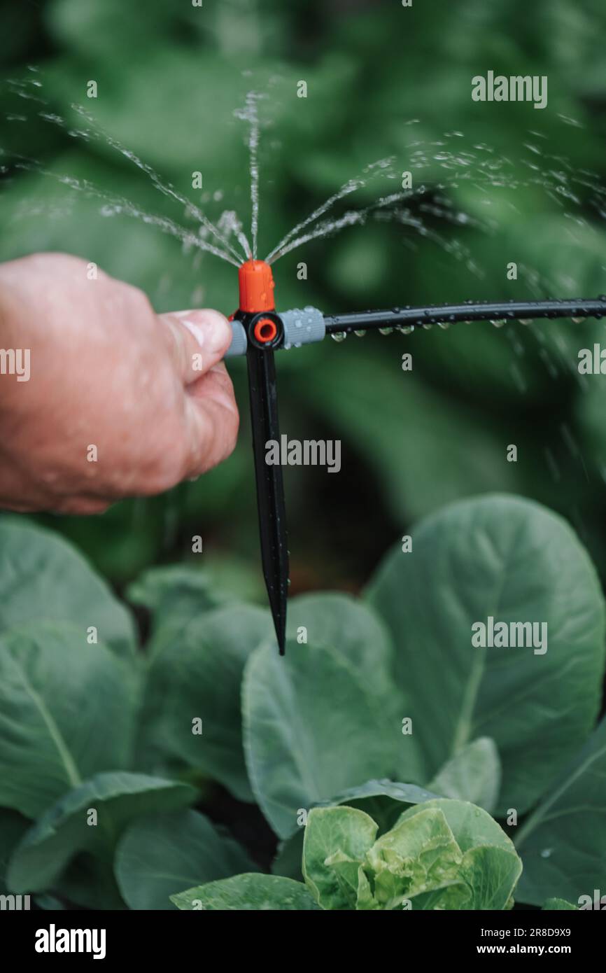 Drip hose and sprinkler in hands in garden.Drops of water pour from a ...