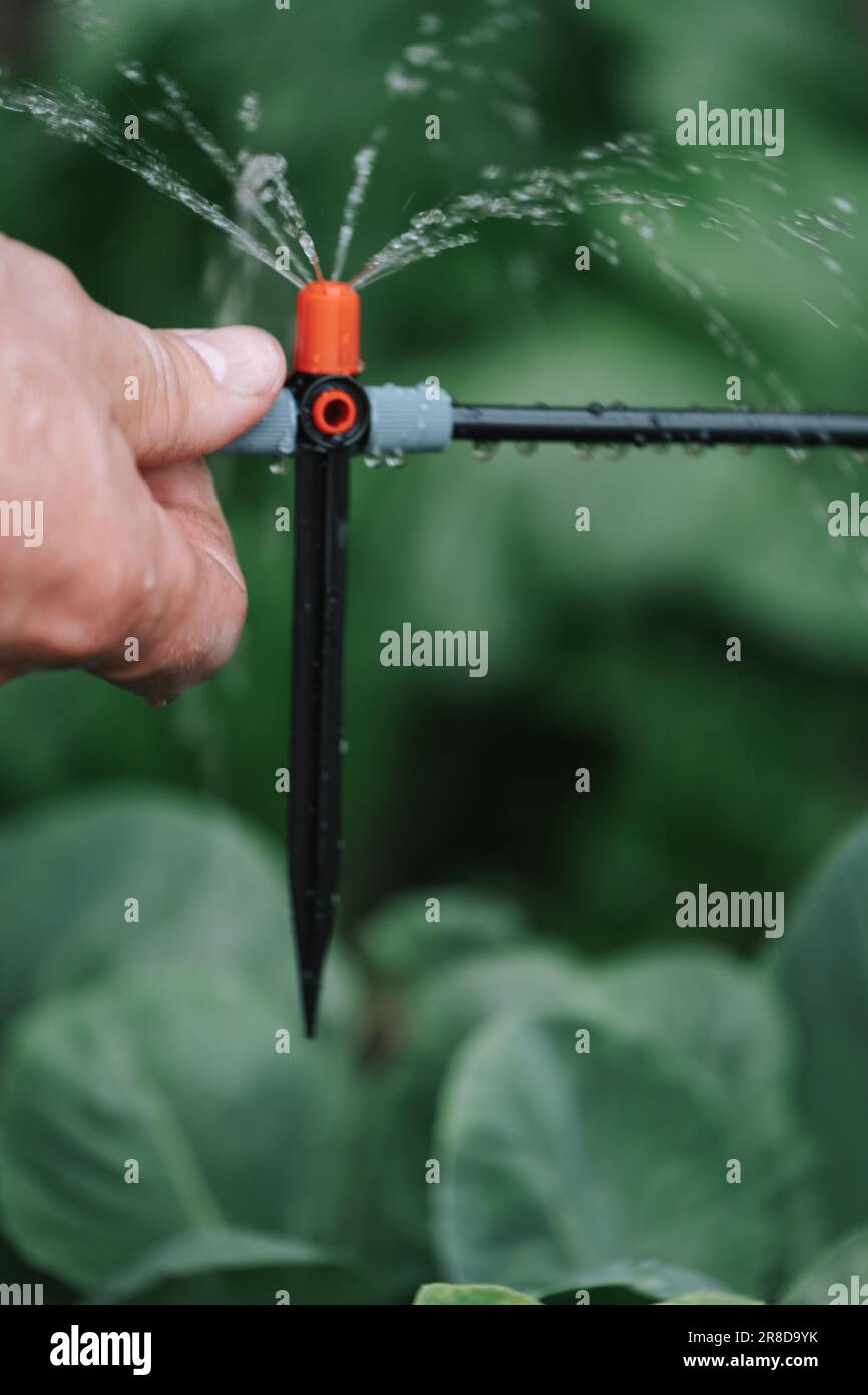 Drip hose and sprinkler in male hands in a green garden. Irrigation ...