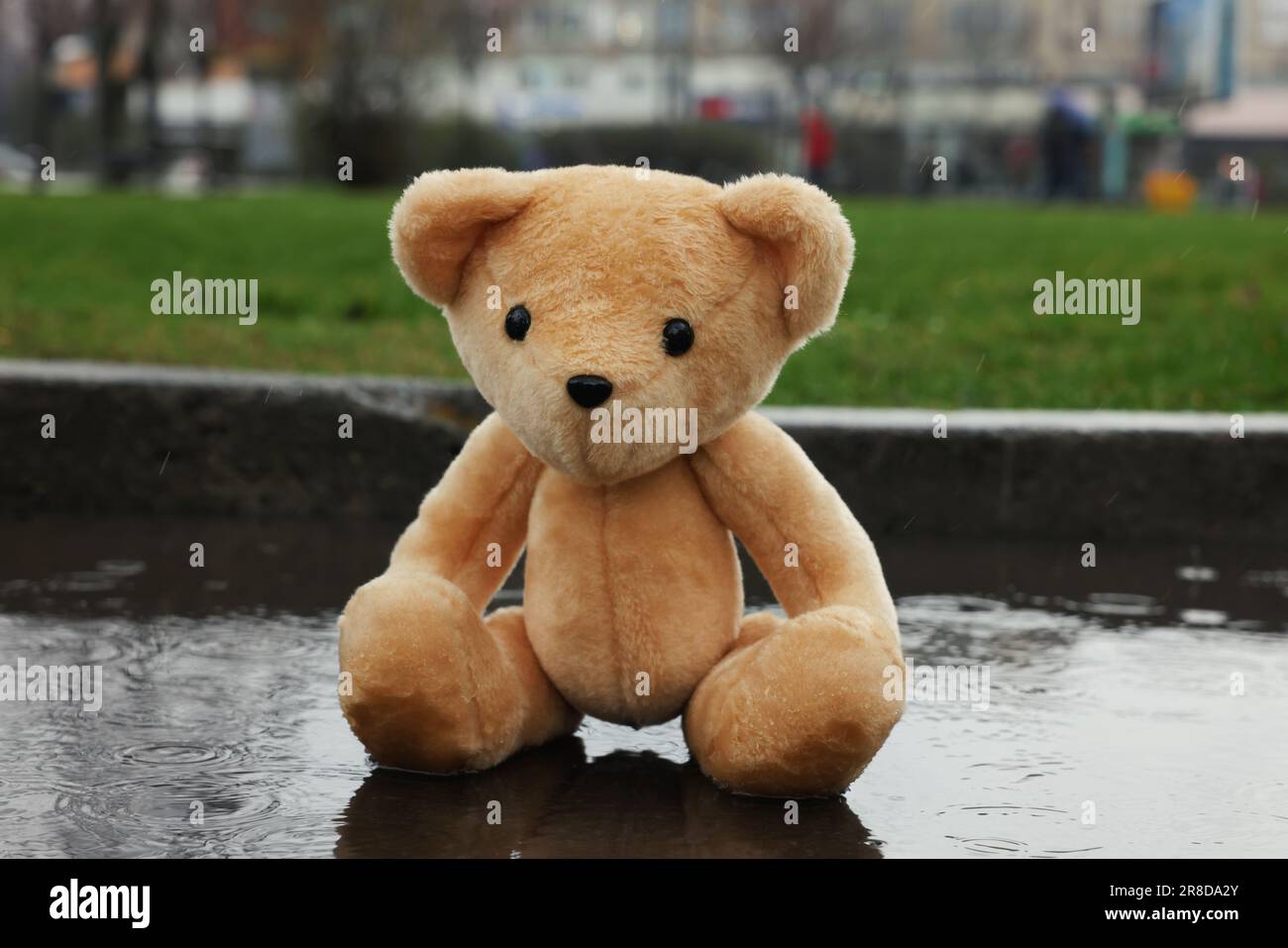 Lonely teddy bear in puddle on rainy day Stock Photo - Alamy