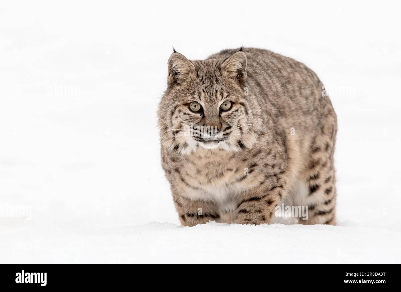 Rufus lynx Cut Out Stock Images & Pictures - Alamy
