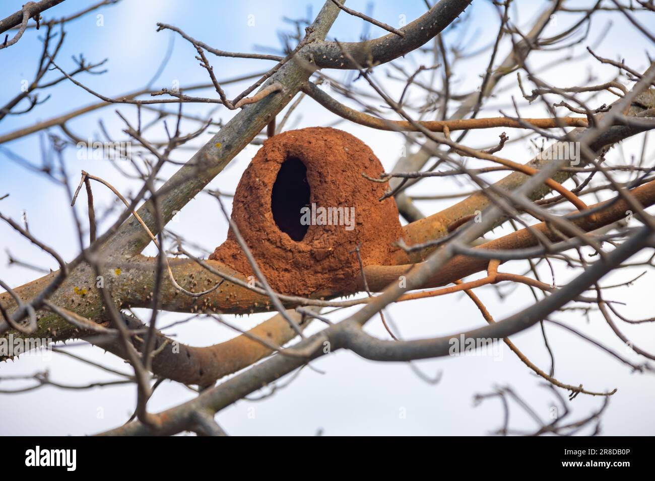 Bird's nest known as "joão-de-barro Stock Photo - Alamy