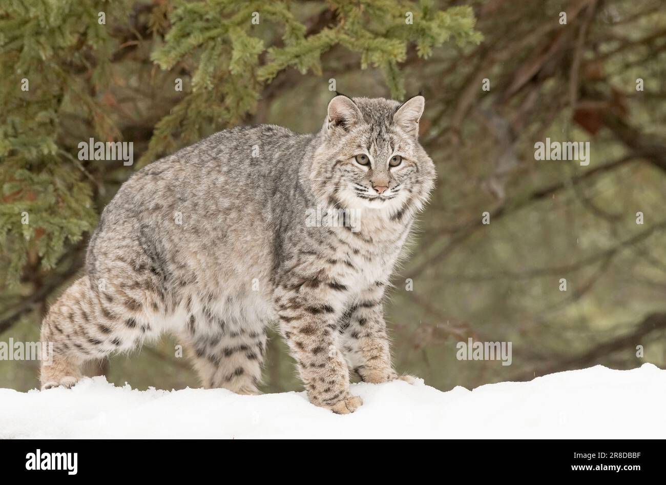 Bobcat; Lynx rufus; Montana Stock Photo - Alamy