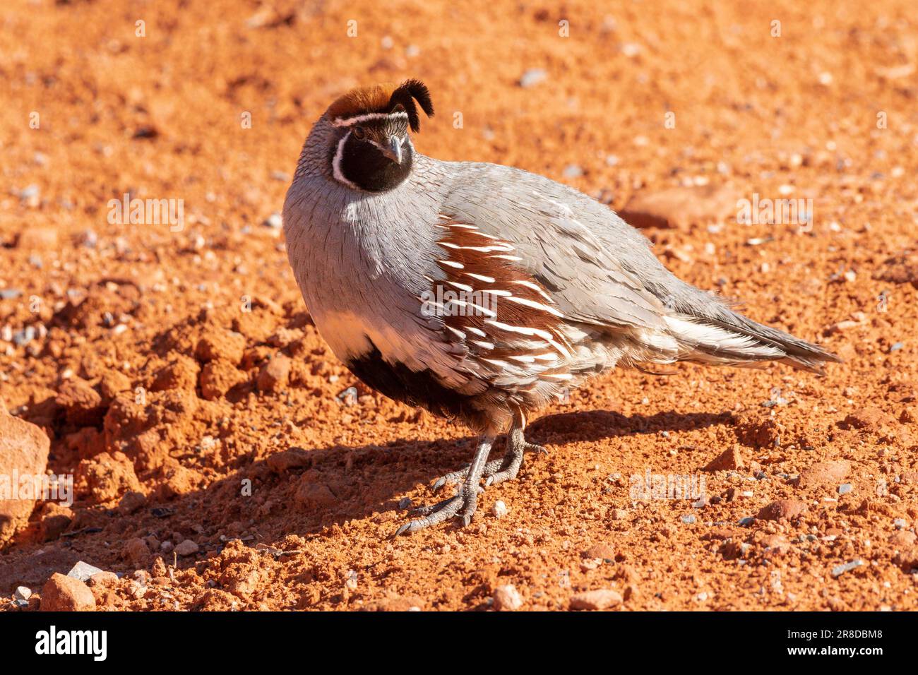 Desert wildlife hi-res stock photography and images - Alamy