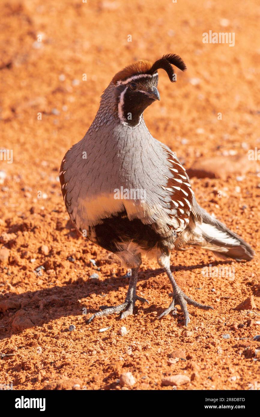 North America; United States; Nevada; Mojave Desert; Wildlife; Birds ...