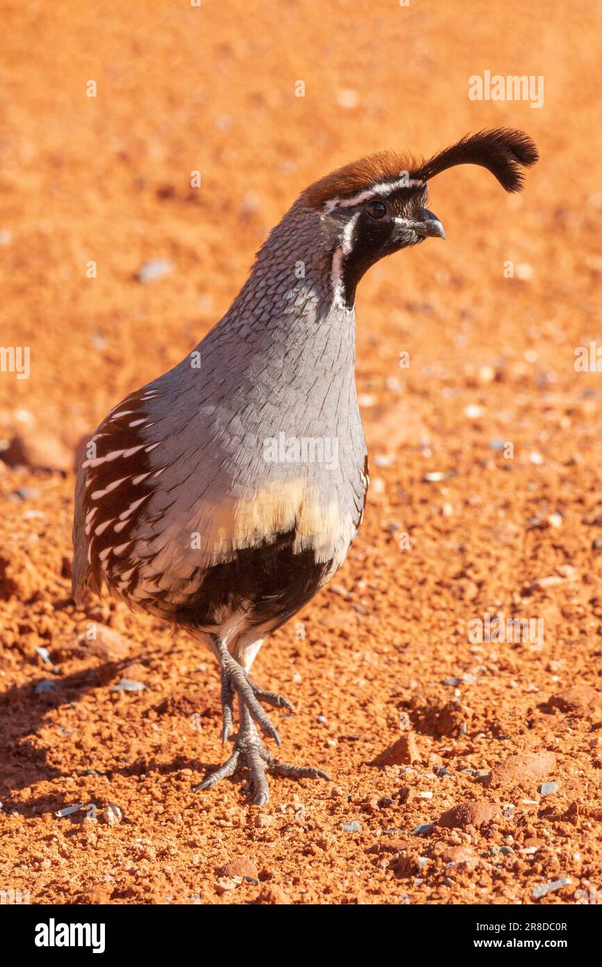 Desert wildlife hi-res stock photography and images - Alamy