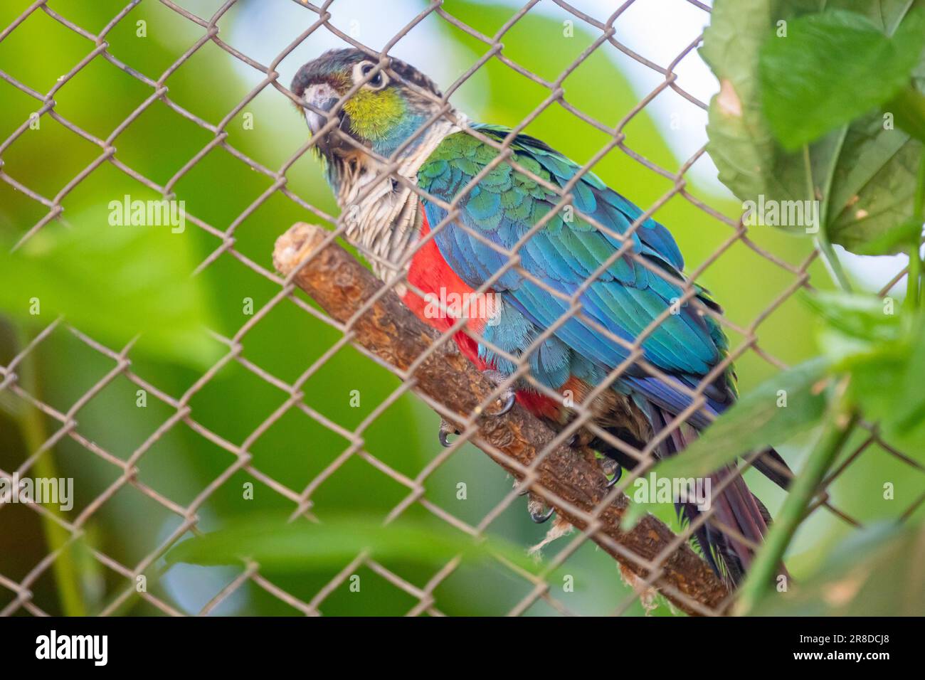 Red-bellied Parakeet (Pyrrhura perlata) in selective focus Stock Photo ...
