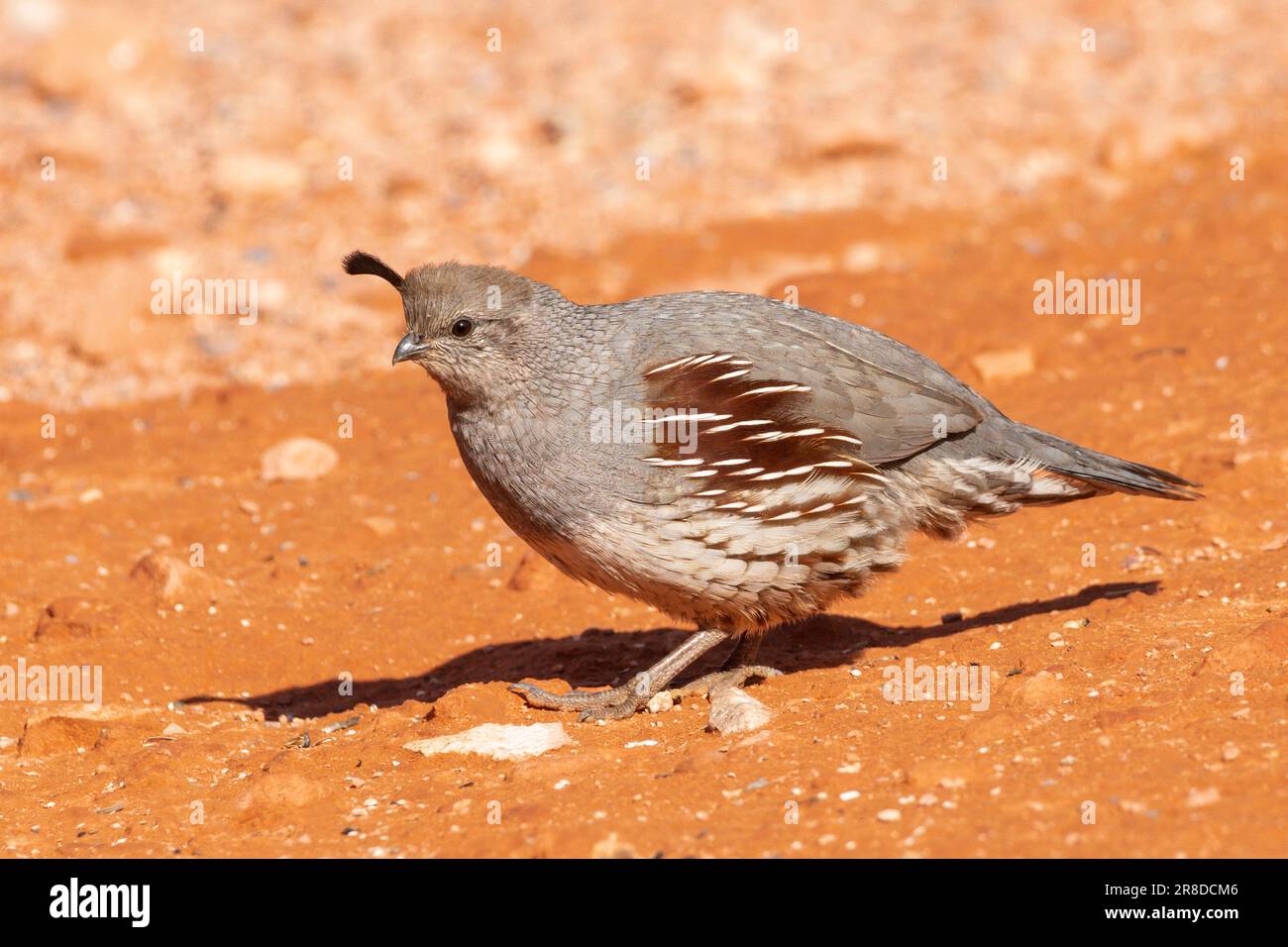 Desert wildlife hi-res stock photography and images - Alamy