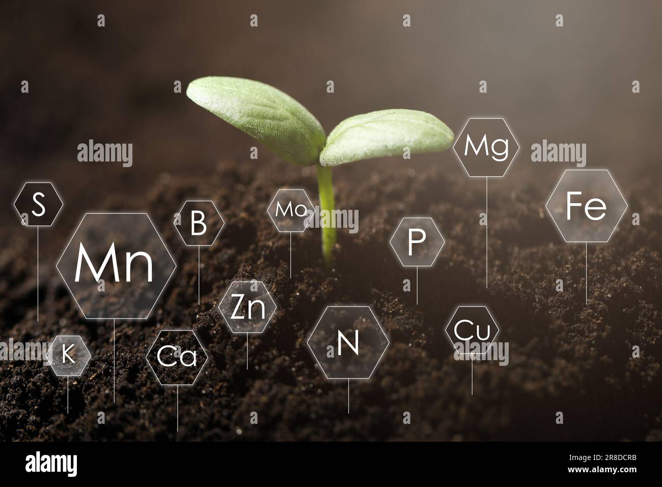 Young seedling growing in soil and chemical elements Stock Photo - Alamy