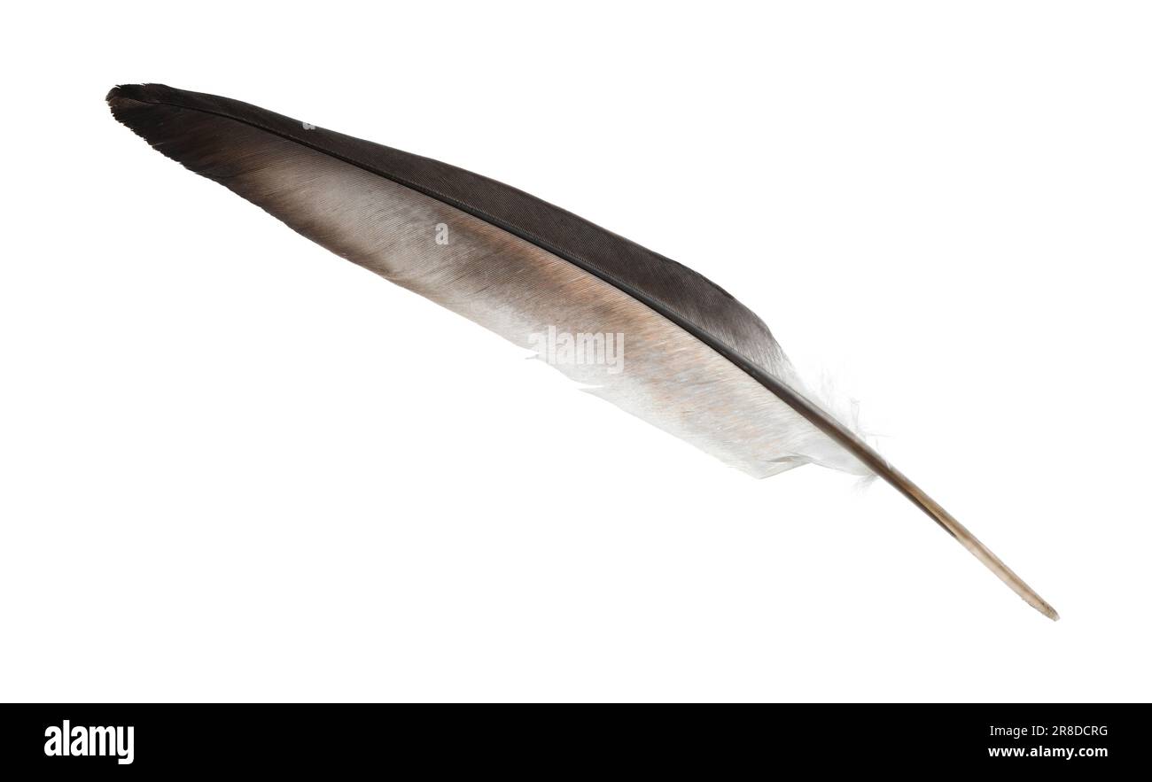 Beautiful grey bird feather isolated on white Stock Photo - Alamy