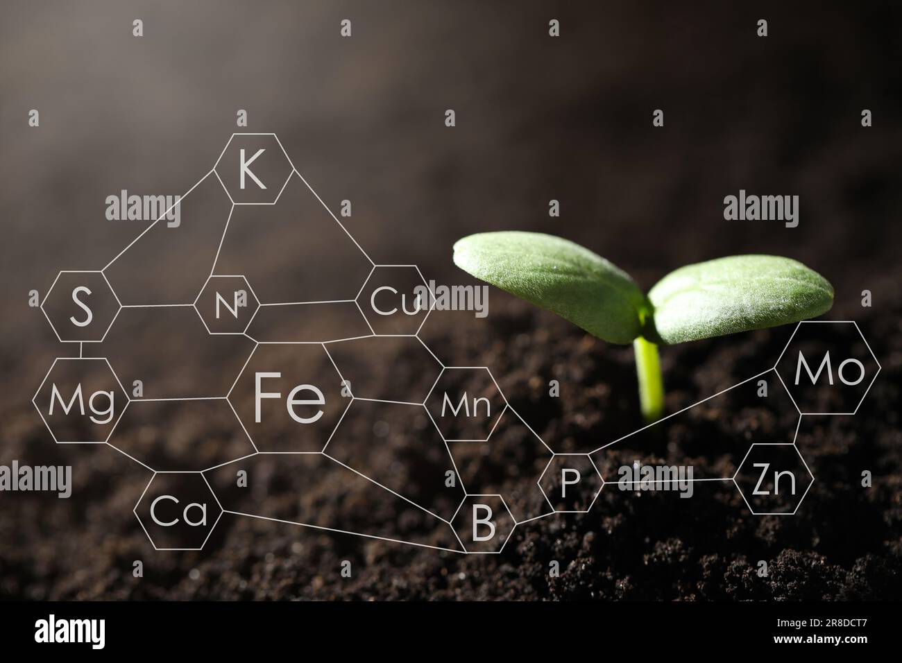 Young seedling growing in soil and scheme with chemical elements Stock ...