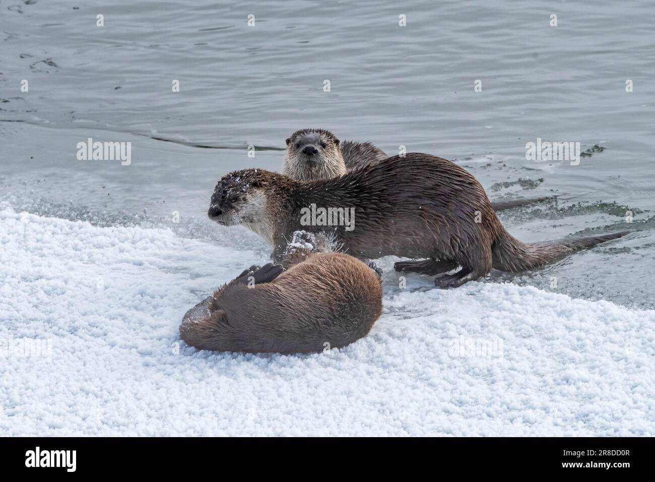 River Otters, Yellowstone National Park Stock Photo - Alamy