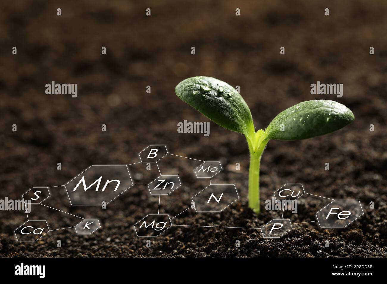 Young seedling growing in soil and scheme with chemical elements Stock ...