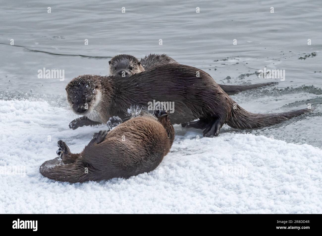 Otter the united states of america hi-res stock photography and images ...