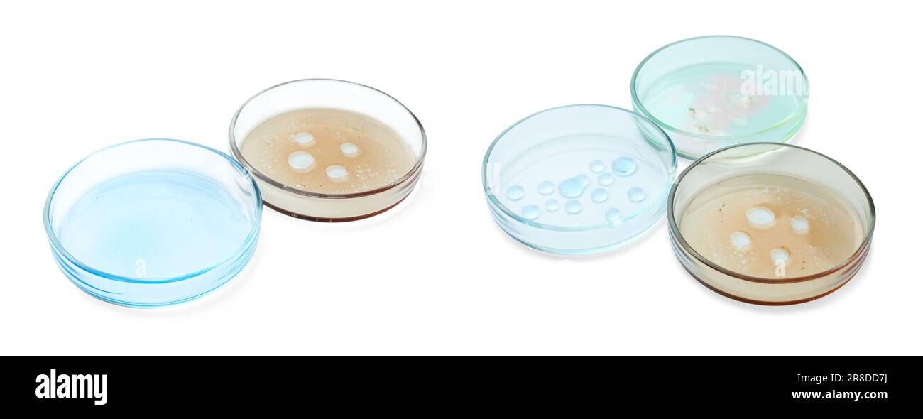 Set of Petri dishes with liquid samples isolated on white Stock Photo ...