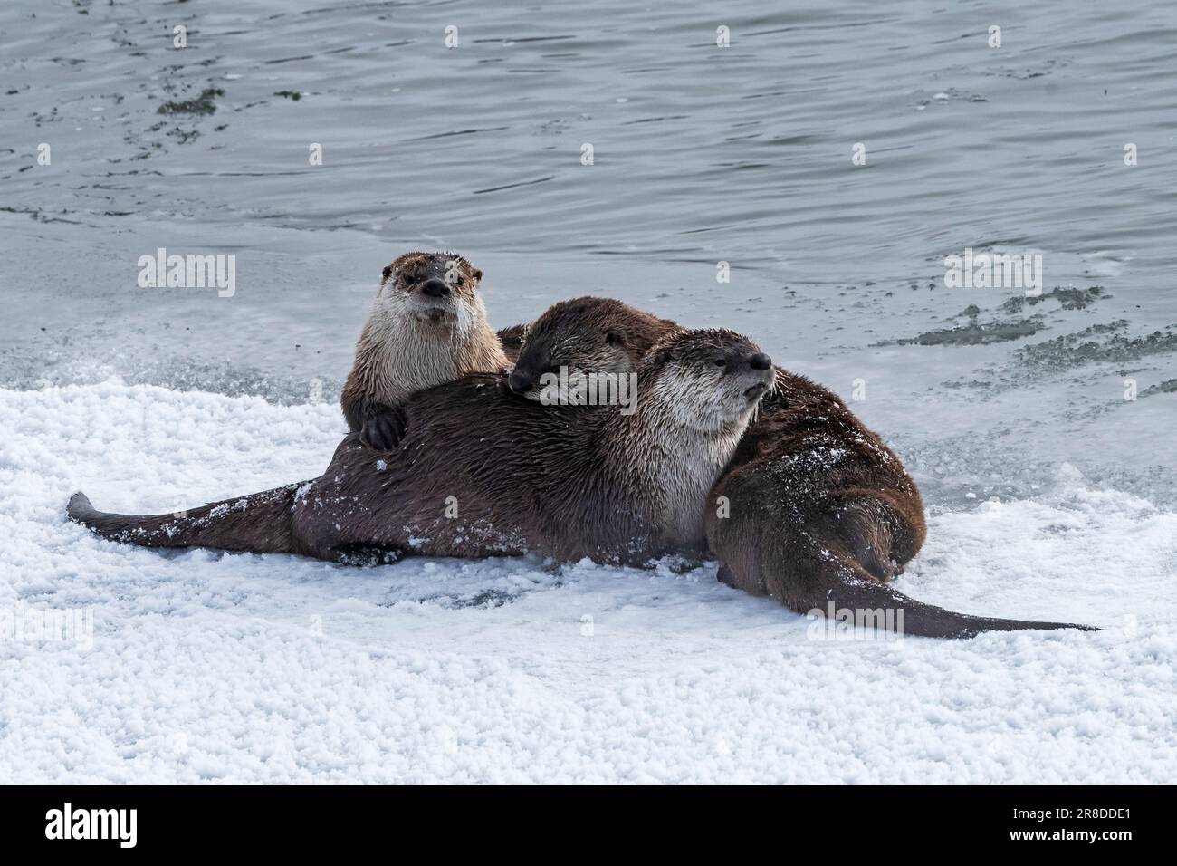 River Otters, Yellowstone National Park Stock Photo - Alamy