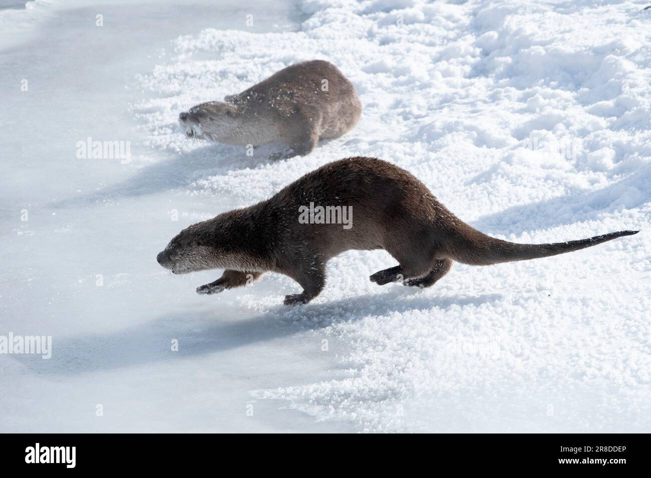 Wyoming river otters hi-res stock photography and images - Alamy