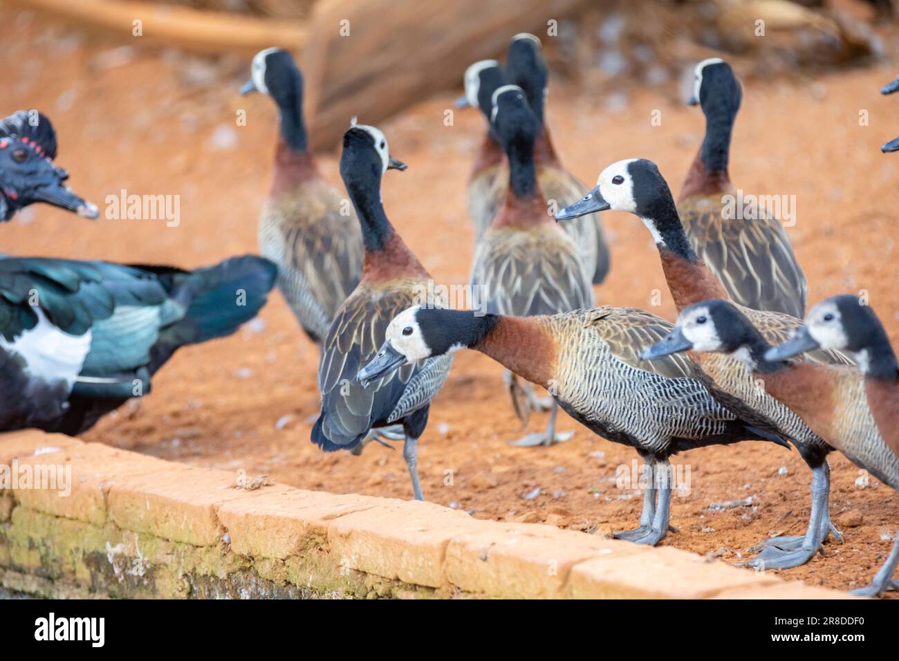 Typical South American wild duck known as "irerê", or white-faced duck ...