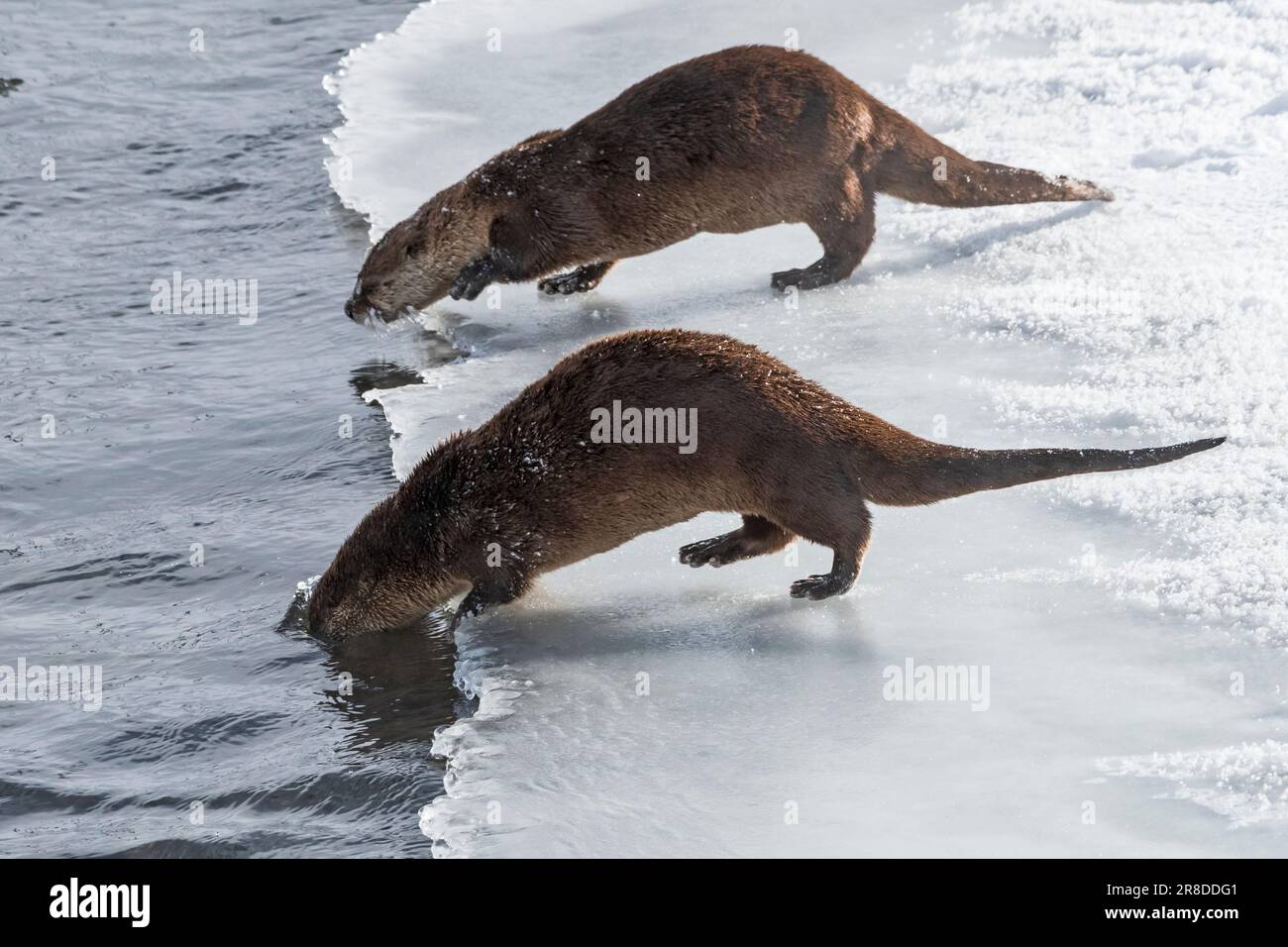 River Otters, Yellowstone National Park Stock Photo - Alamy