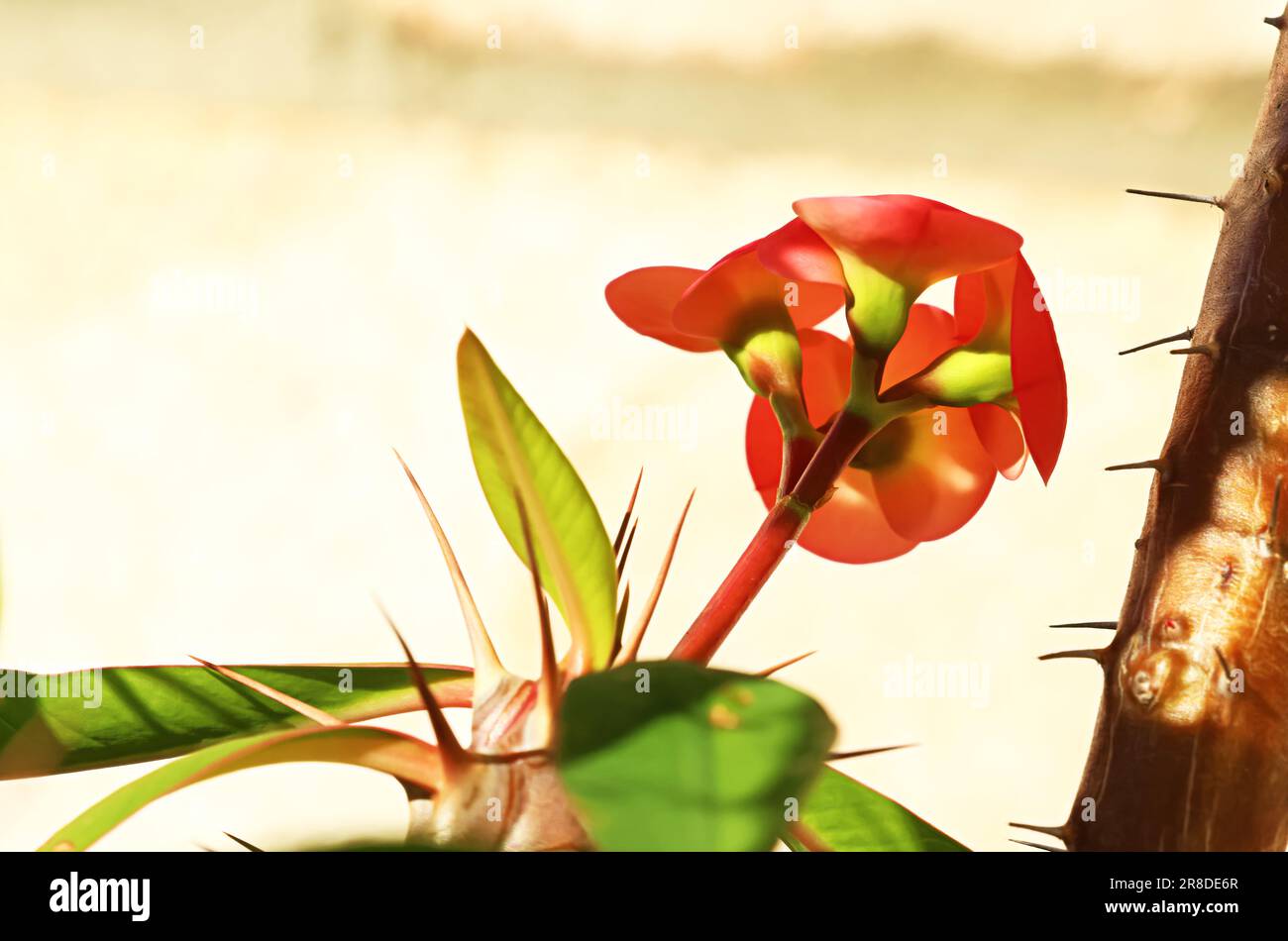 Random nature photo of Crown of Thorns cactus, red flowering plant ...