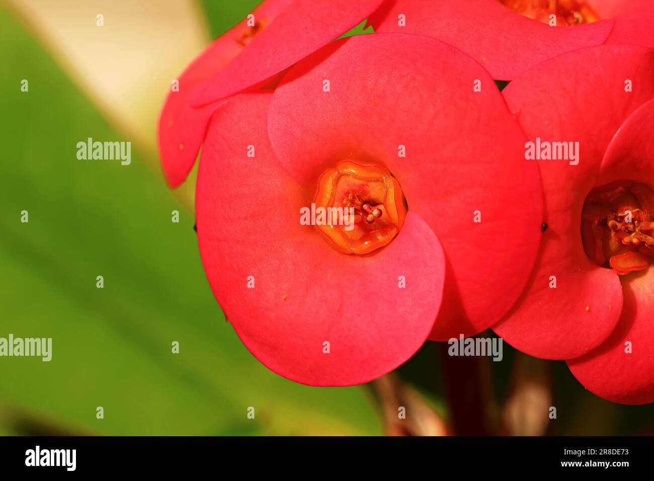 Random nature photo of Crown of Thorns cactus, red flowering plant ...