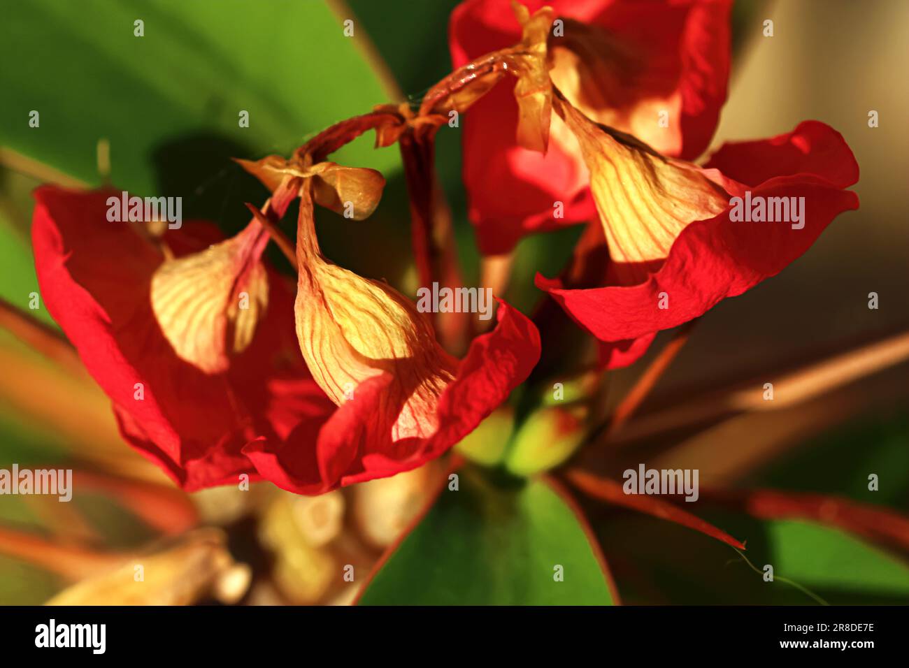 Random nature photo of red cactus flowers, up close in macro Stock ...