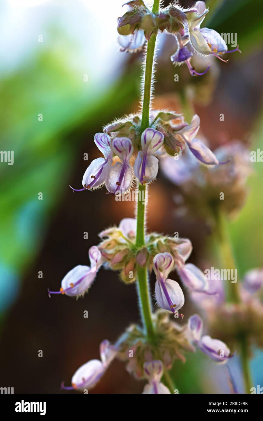 Random nature photo of Sweet basil, Ocimum basilicum Stock Photo - Alamy