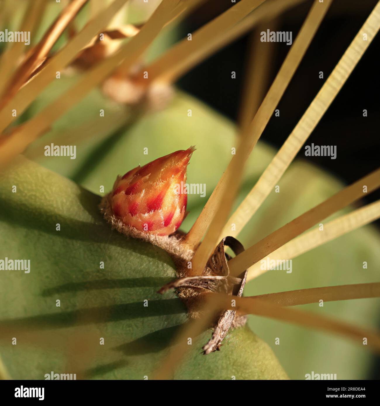 Random nature photo of Crown of Thorns cactus, red flowering plant ...