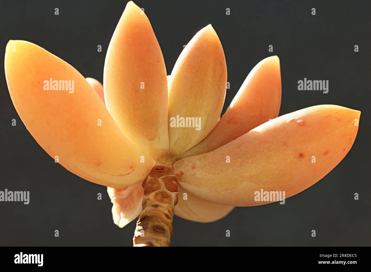 Random nature photo of Moonstone plant, golden color Stock Photo - Alamy