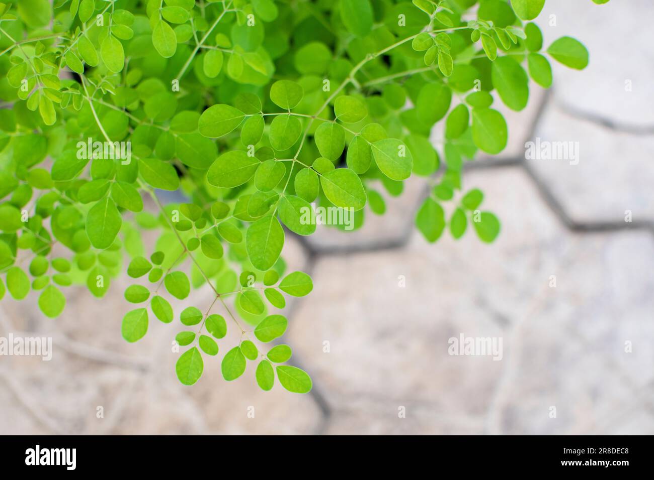 Young Moringa seedlings. Moringa plant. Miracle tree Stock Photo - Alamy