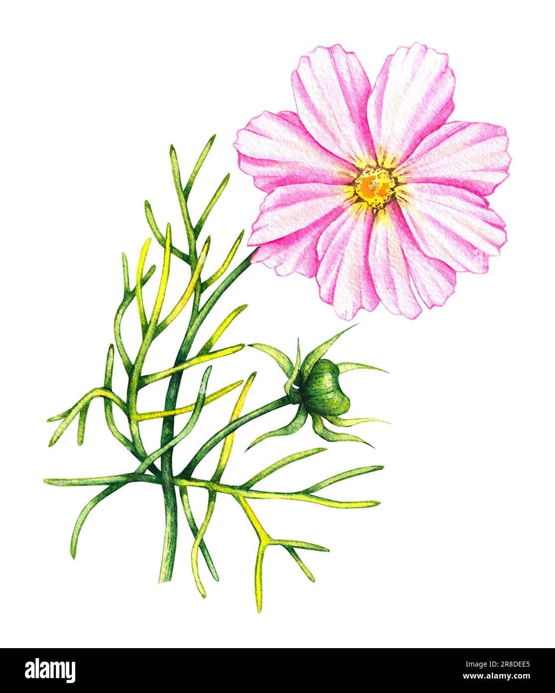 Cosmos flower isolated on white background. Watercolor pink flower hand ...