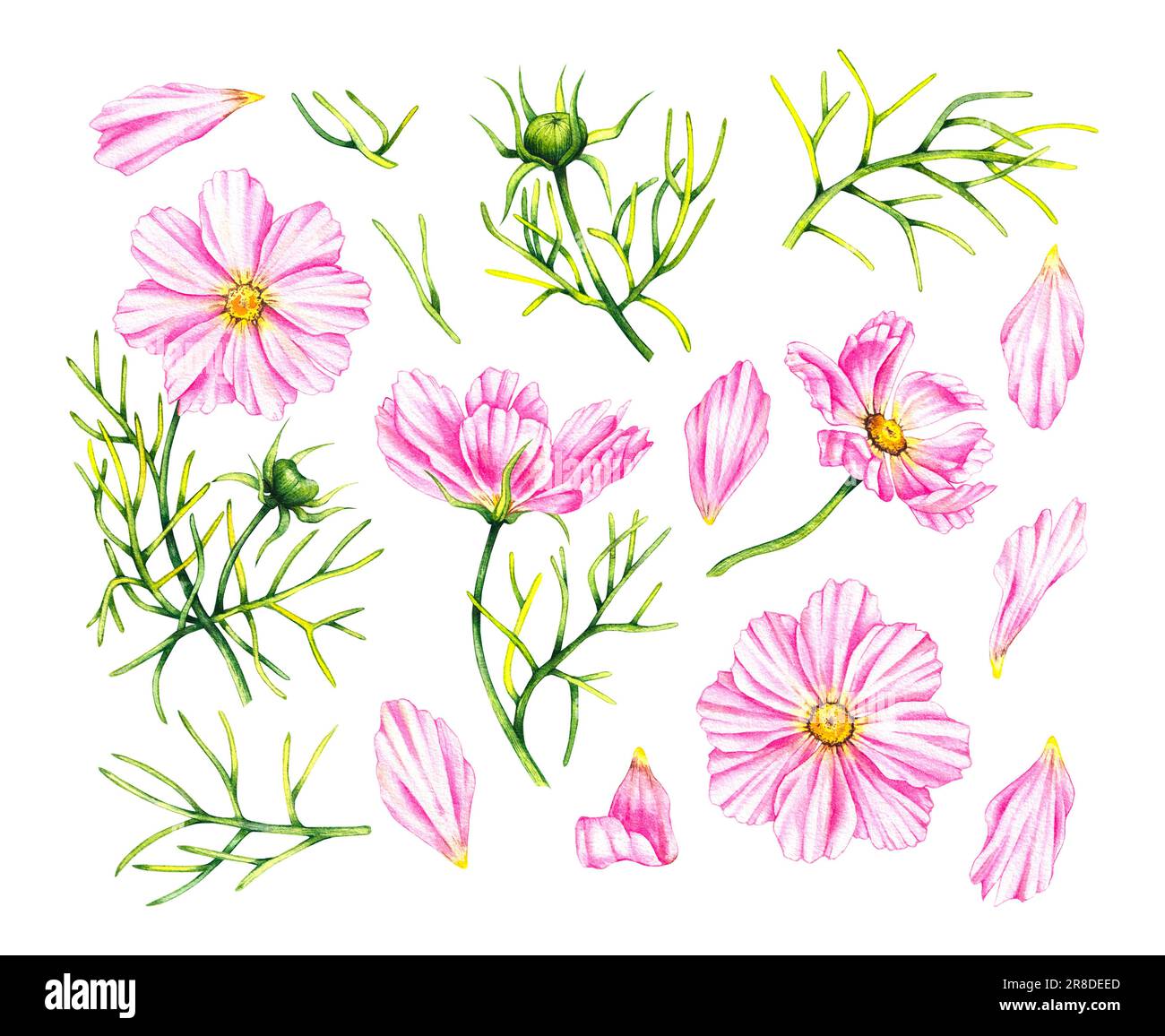 Cosmos wildflower bloom Cut Out Stock Images & Pictures - Alamy