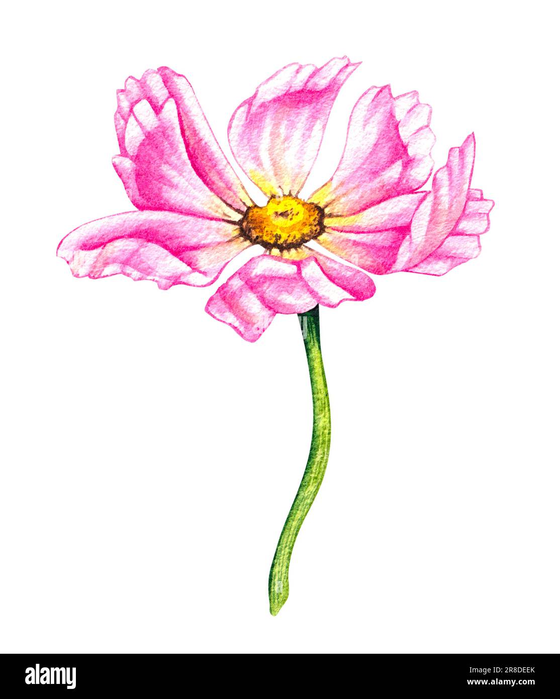 Cosmos flower isolated on white background. Watercolor pink flower hand ...