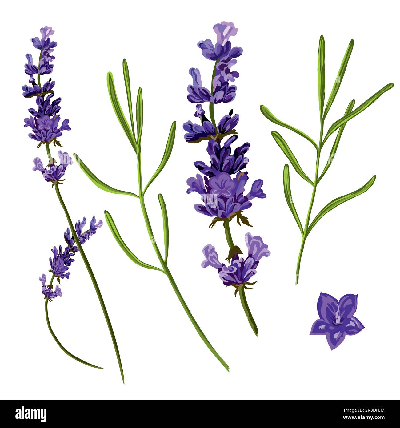 Purple flower and green lavender leaves. Vector illustration of ...