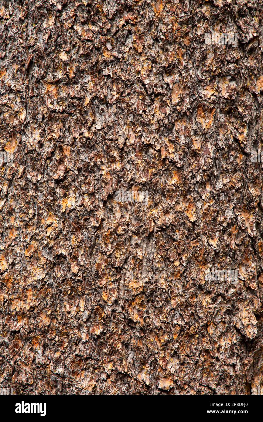 Lodgepole pine (Pinus contorta) bark along John Dellenback Trail ...