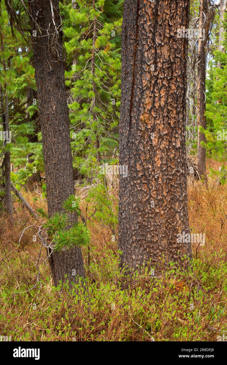 Lodgepole pine (Pinus contorta) forest along John Dellenback Trail ...