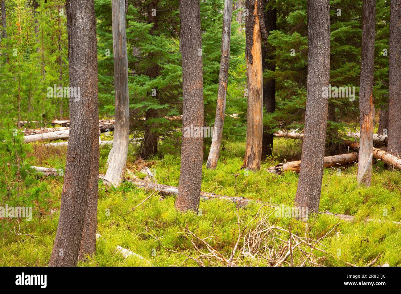 Lodgepole pine (Pinus contorta) forest along John Dellenback Trail ...