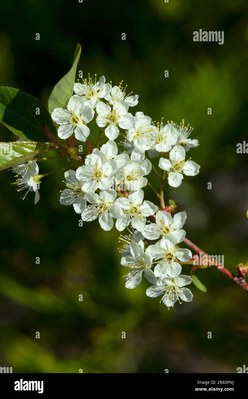 Cherry forest hi-res stock photography and images - Alamy