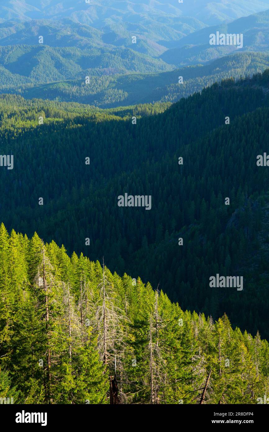 View from Illahee Lookout Trail, Umpqua National Forest, Oregon Stock ...