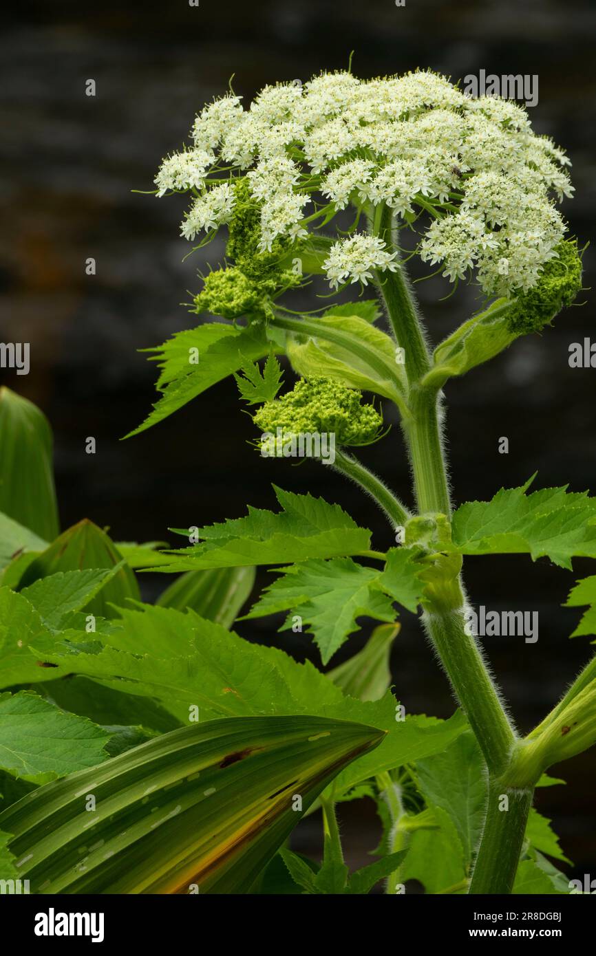 Cow parsnip (Heracleum maximum) from the Metolius River Trail, Metolius ...
