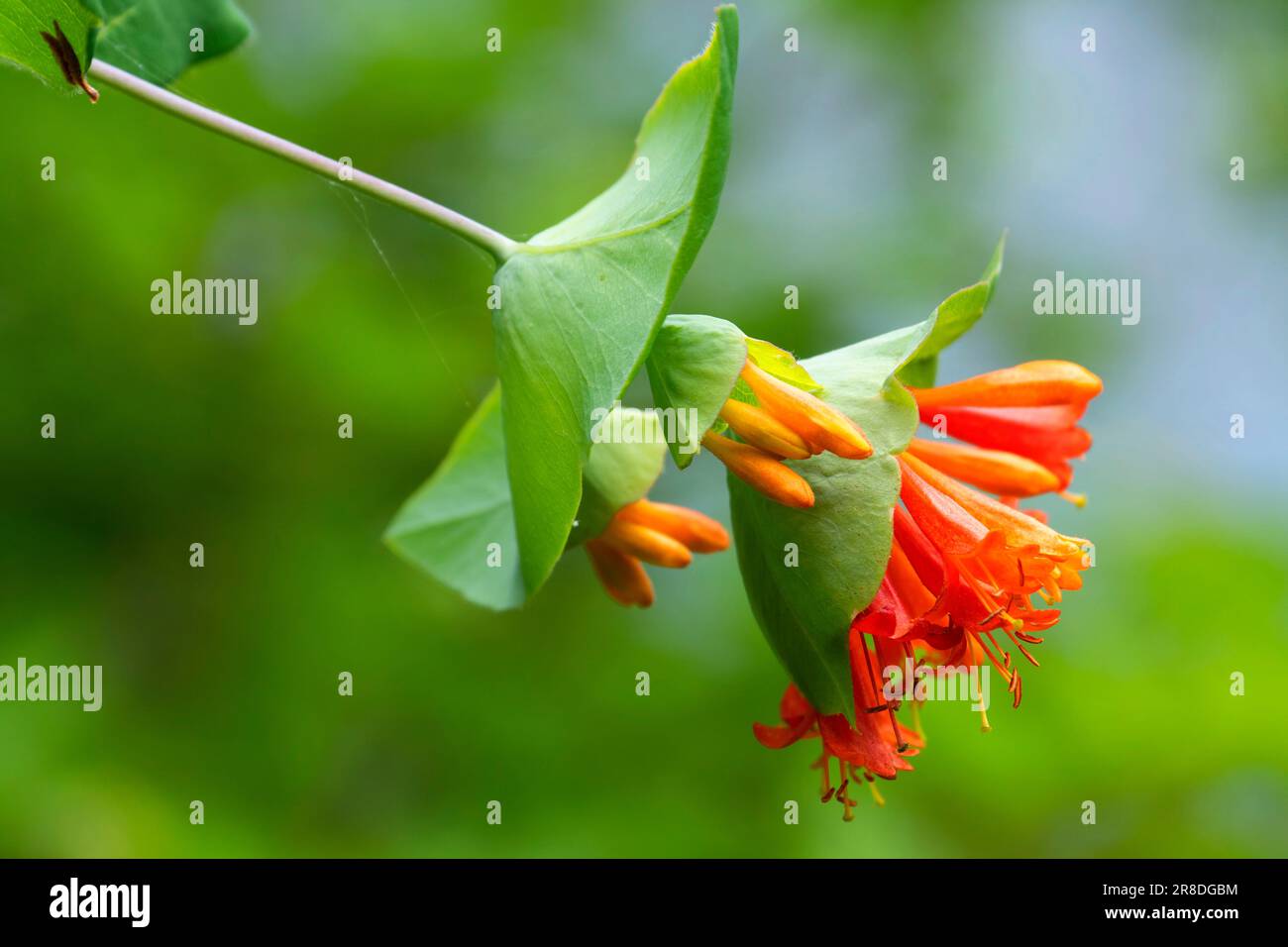 Western Trumpet Honeysuckle (Lonicera ciliosa), Metolius Wild and ...