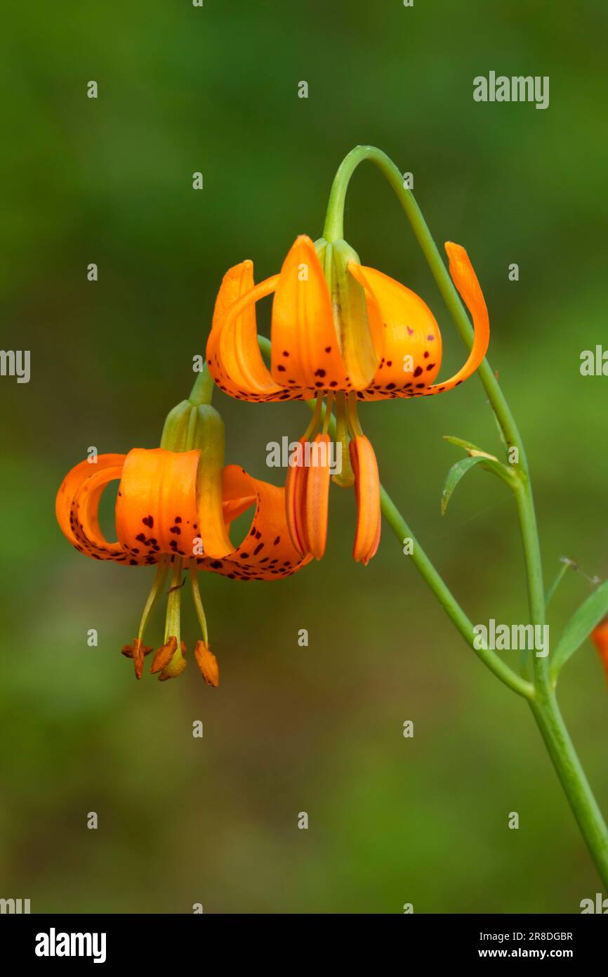 Columbia tiger lily (Lilium columbianum), Metolius Wild and Scenic ...