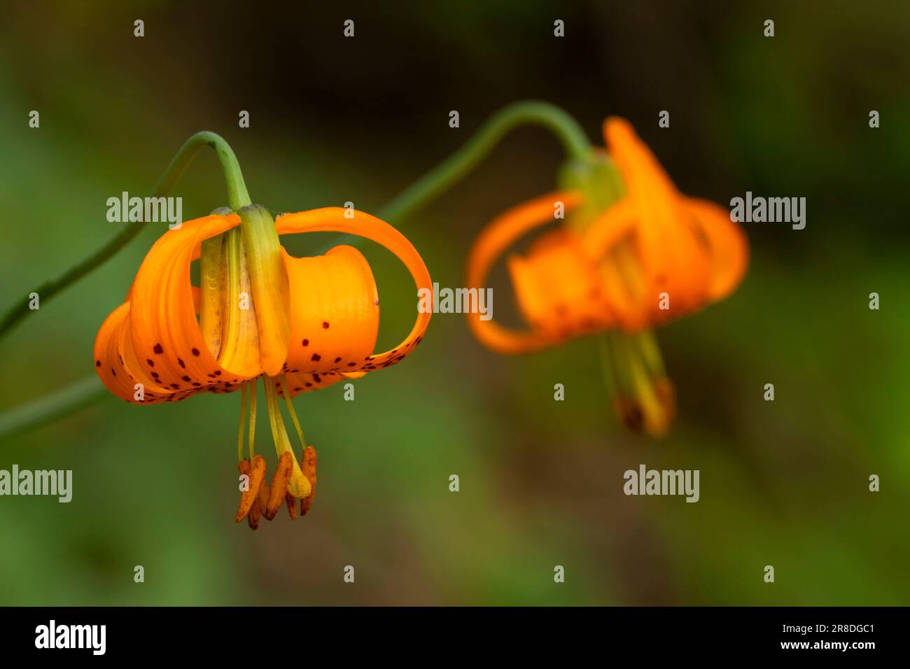 Columbia tiger lily (Lilium columbianum), Metolius Wild and Scenic ...