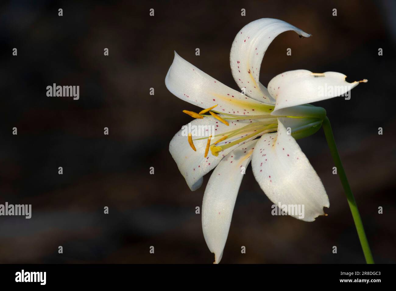 Washington lily (Lilium washingtonianum), Metolius Wild and Scenic ...