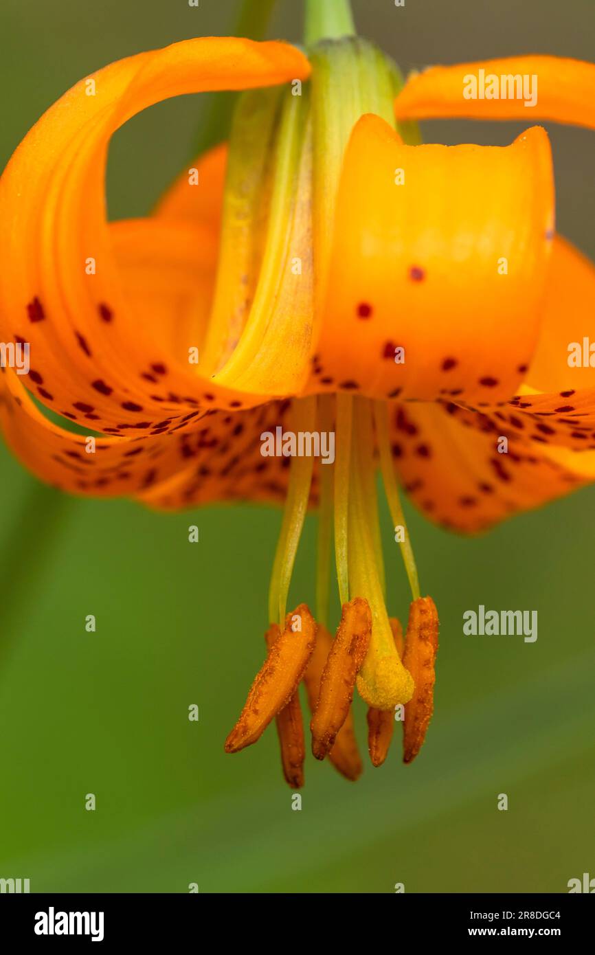 Columbia tiger lily (Lilium columbianum), Metolius Wild and Scenic ...