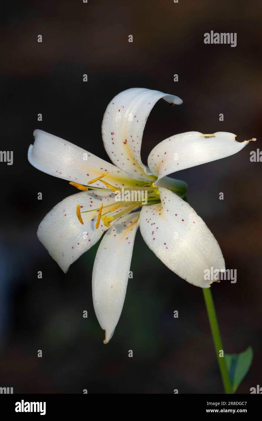 Washington lily (Lilium washingtonianum), Metolius Wild and Scenic ...
