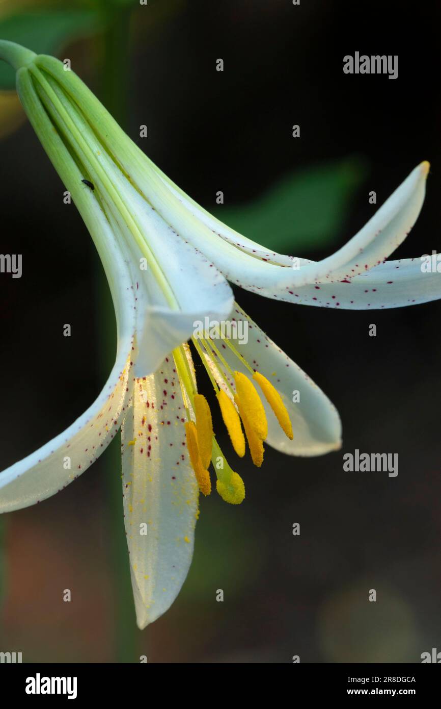 Washington lily (Lilium washingtonianum), Metolius Wild and Scenic ...