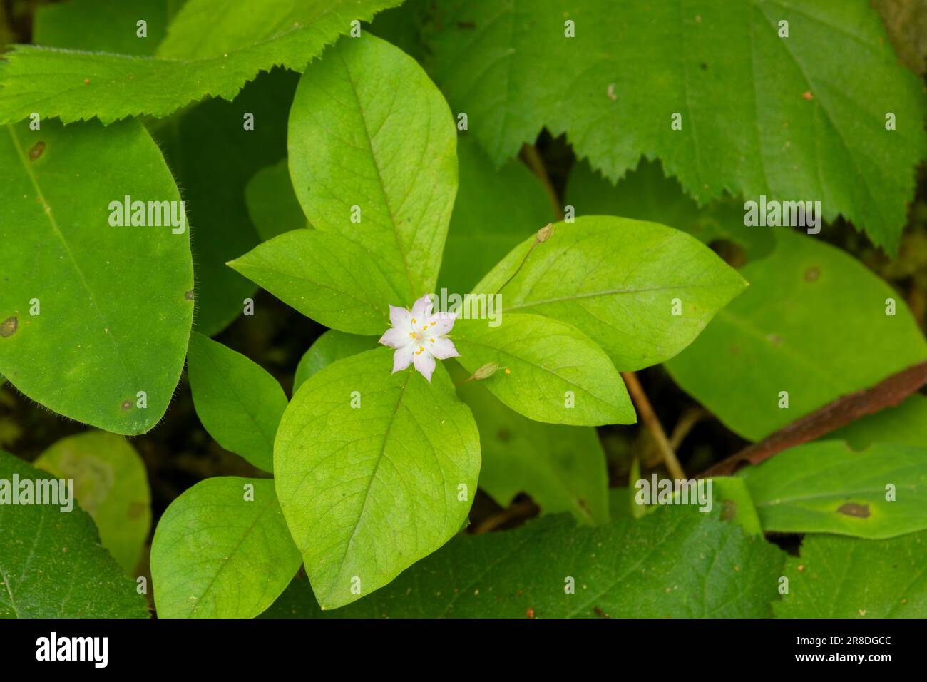 Arctic starflower (Lysimachia europaea), Metolius Wild and Scenic River ...