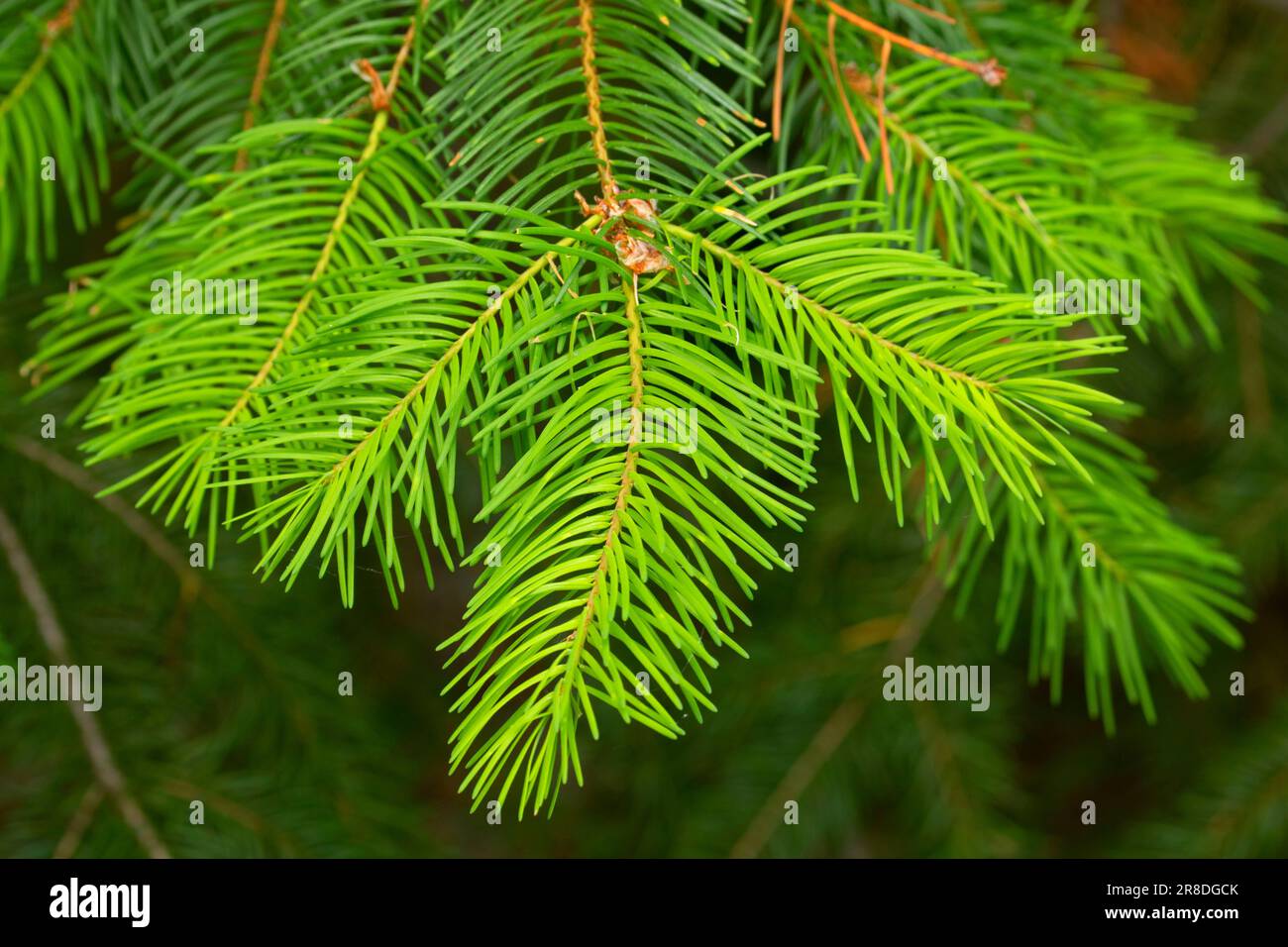 Douglas fir (Pseudotsuga menziesii) needles, Metolius Wild and Scenic ...